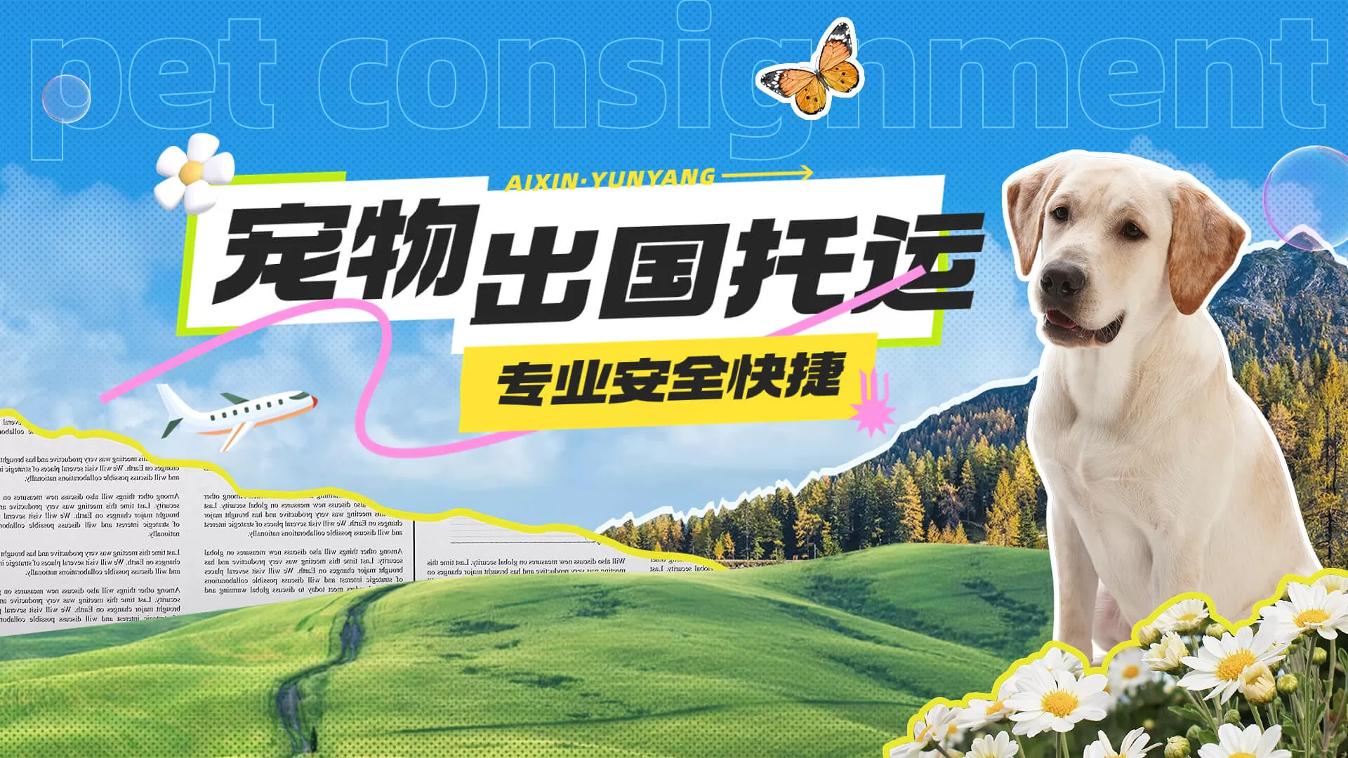 想带宠物出国回国，宠物托运公司怎么选？ - 上海佰越航服国际物流有限公司